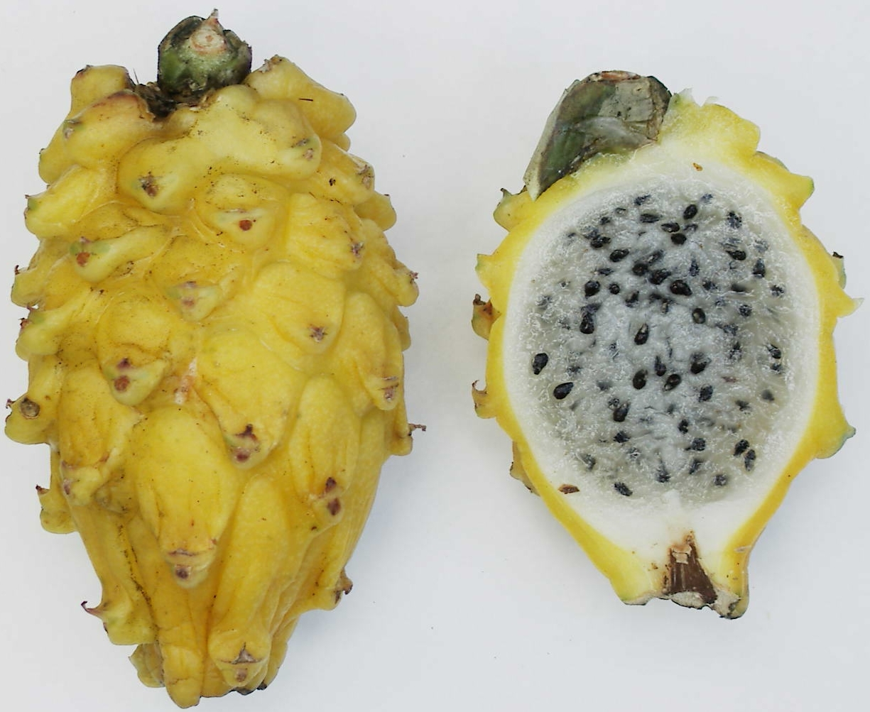 Conheça a Pitaya – Agptea